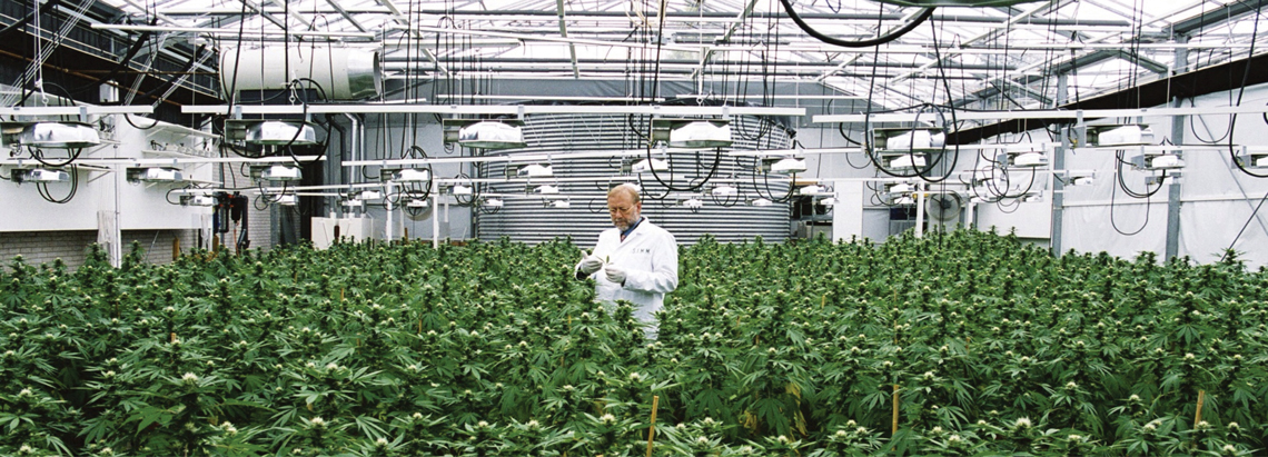 Marijuana Grow Buildings | Marijuana Metal Buildings